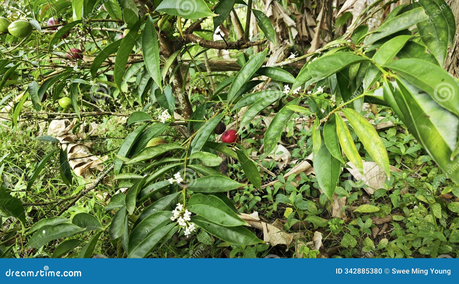 Phaleria Macrocarpa Herbal Tiny Look-like an Apple Fruit Plant. Stock ...