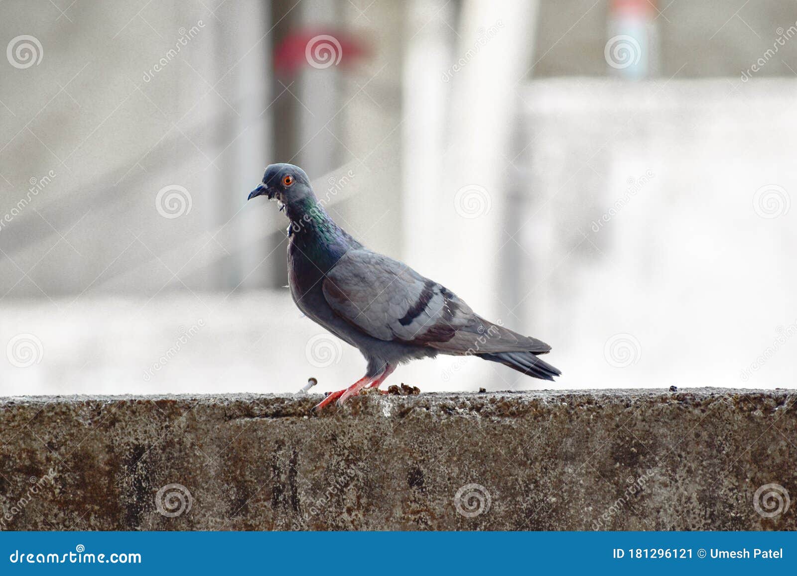 Image of Pigeon on a Building Terrace Stock Image - Image of wing, bird ...