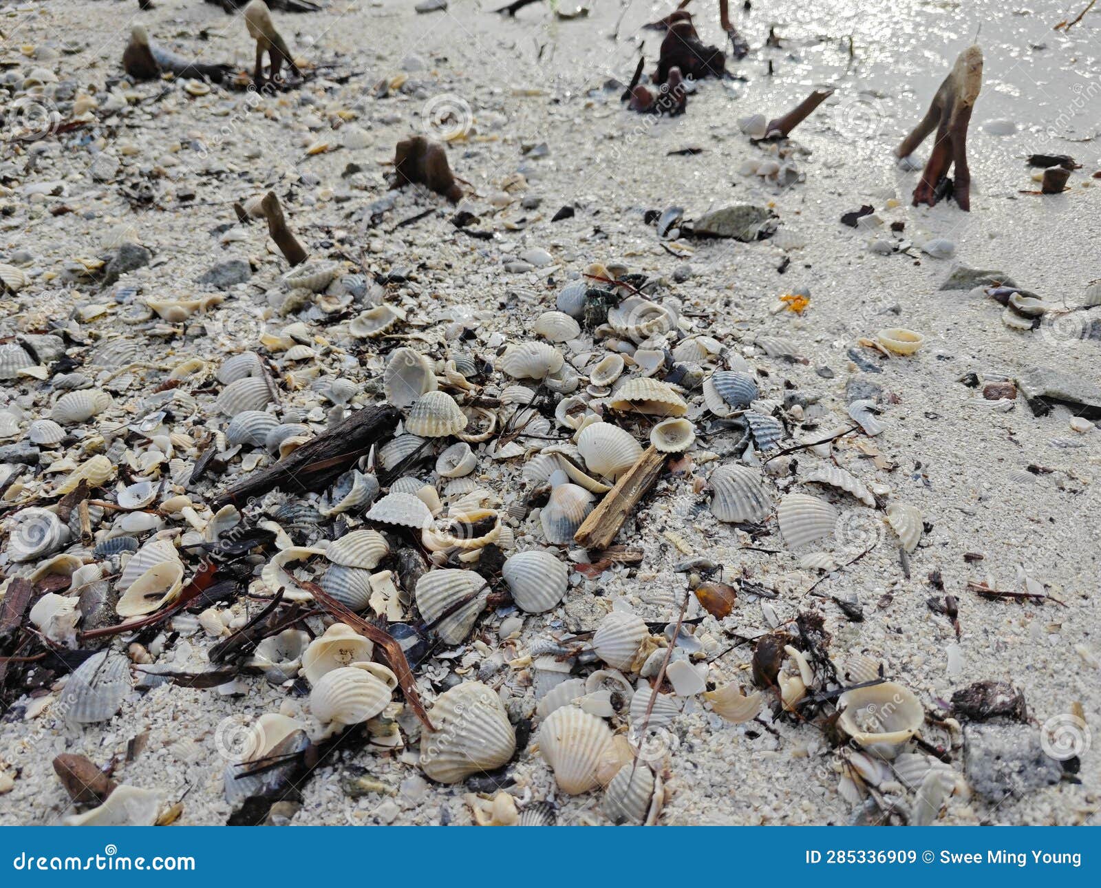 Piles of Dead Seashell on the Sandy Beach Stock Image - Image of ...