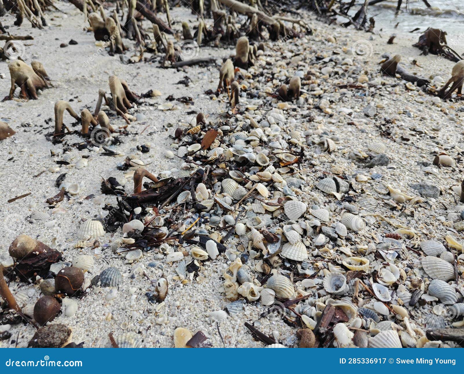 Piles of Dead Seashell on the Sandy Beach Stock Image - Image of plant ...