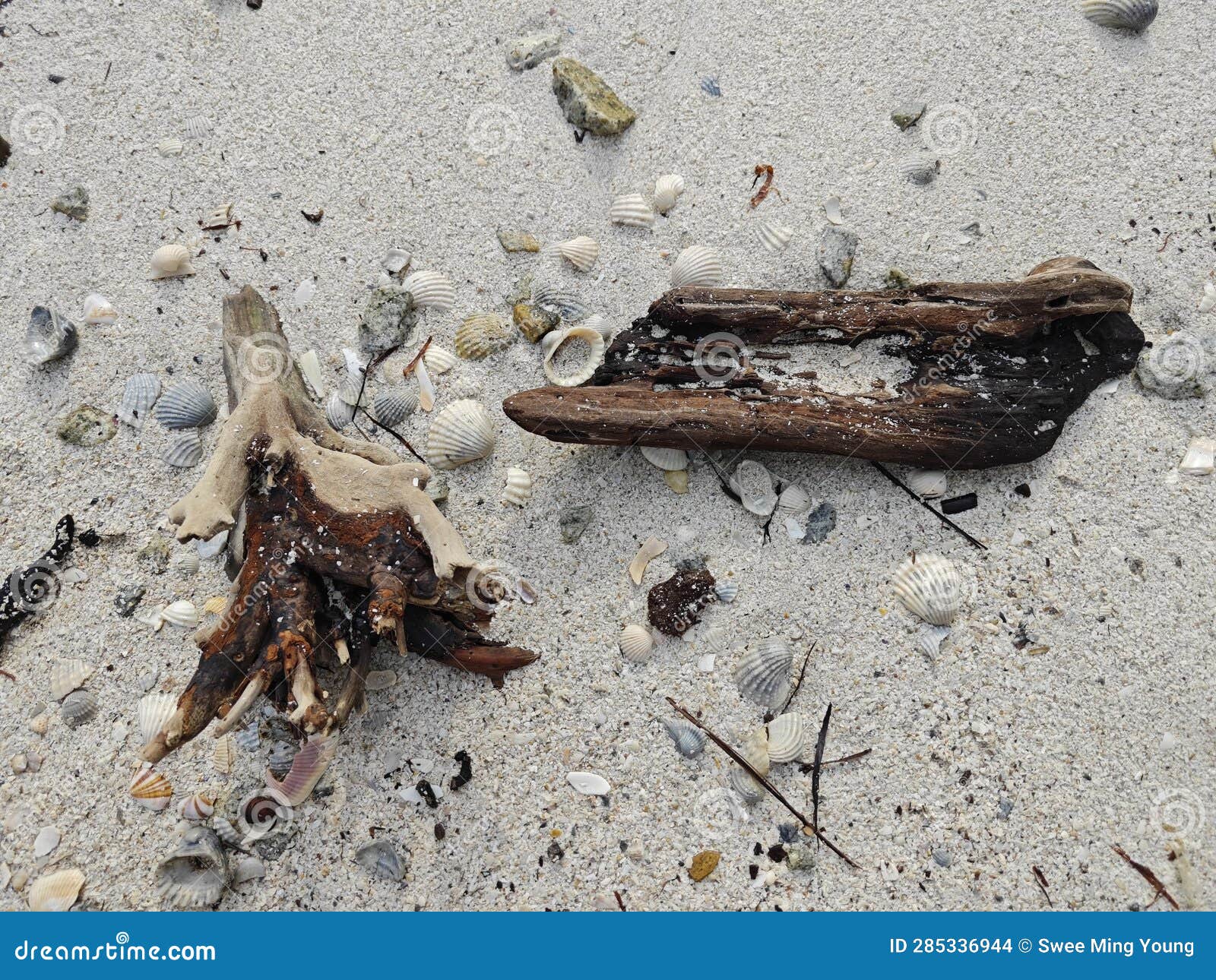 Piles of Dead Seashell on the Sandy Beach Stock Photo - Image of ...