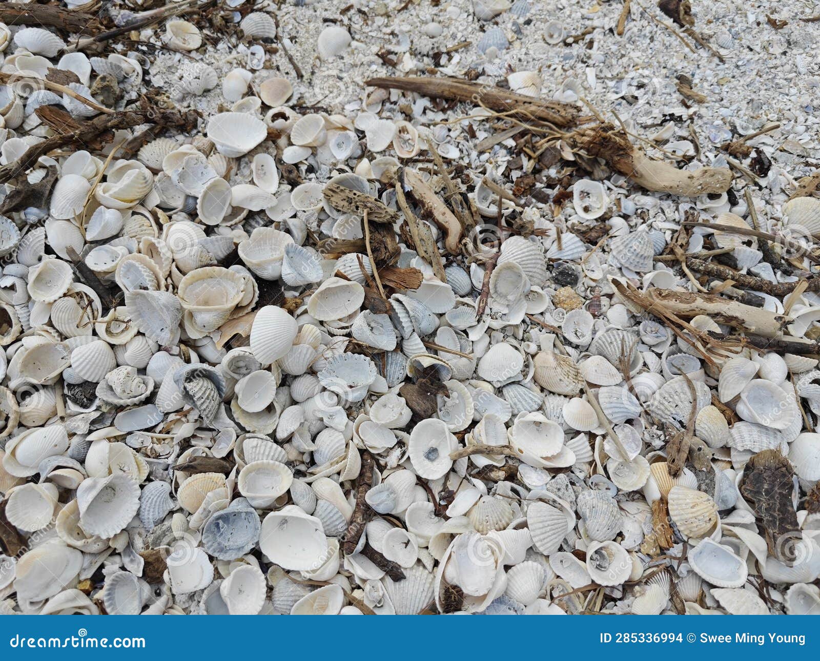 Piles of Dead Seashell on the Sandy Beach Stock Photo - Image of life ...