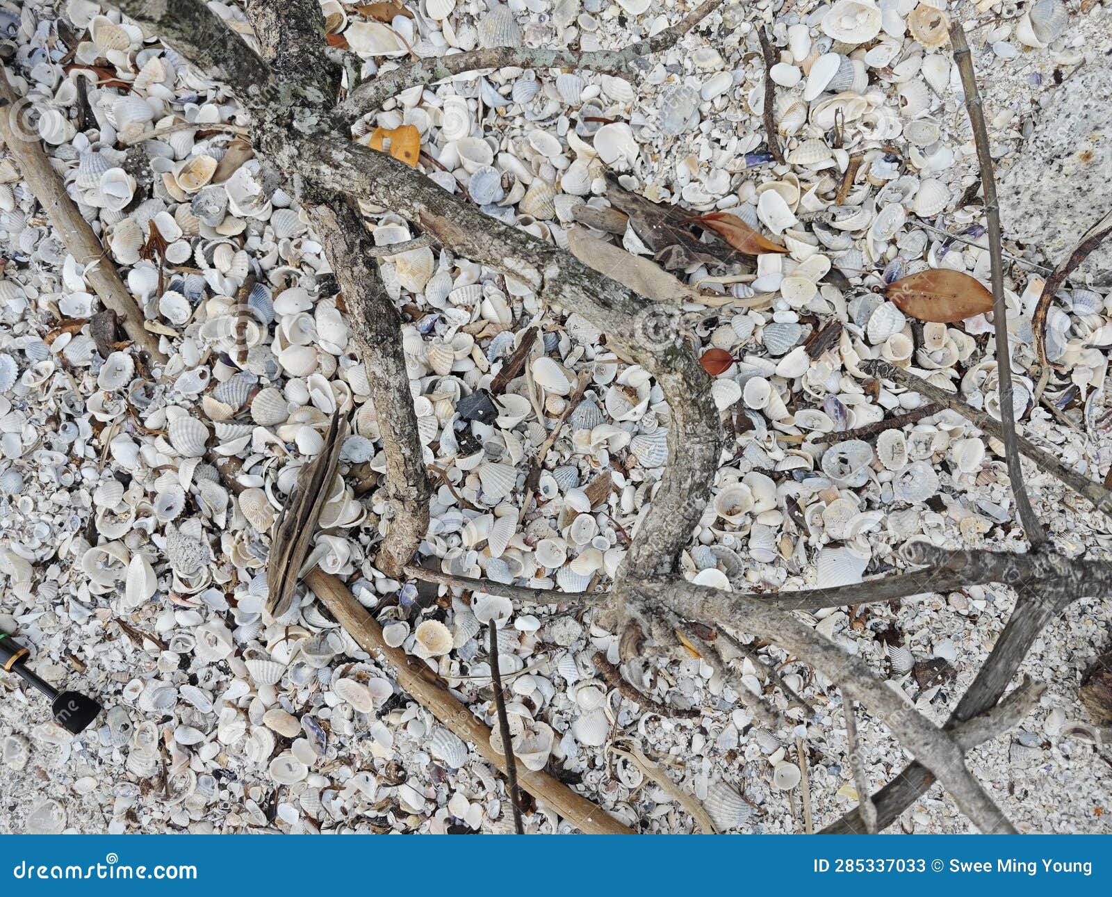 Piles of Dead Seashell on the Sandy Beach Stock Image - Image of fauna ...