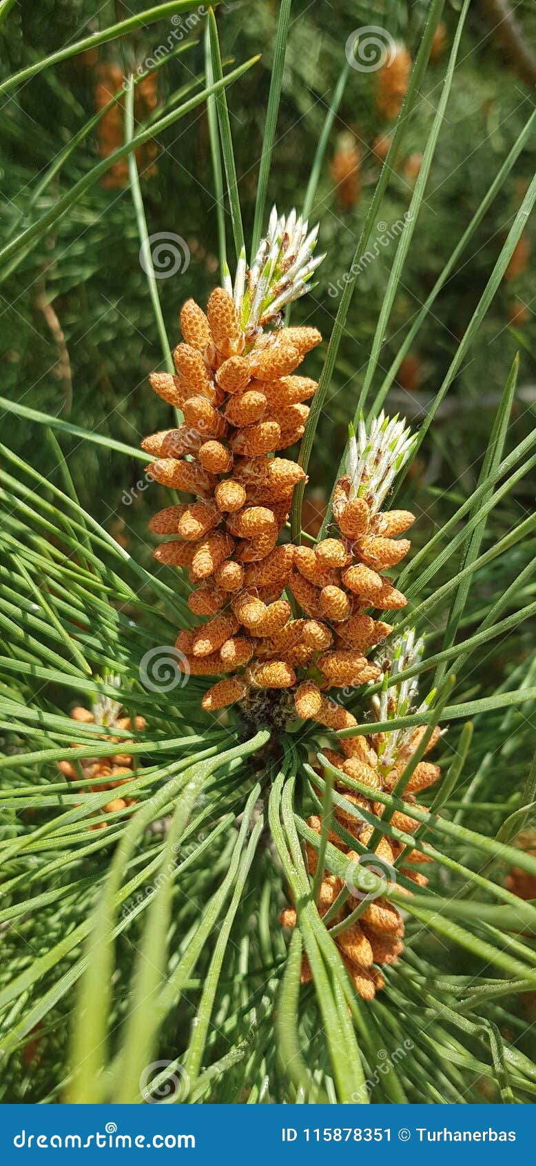 Image of Pine Tree Flower Seed Stock Image - Image of beauty, barb ...