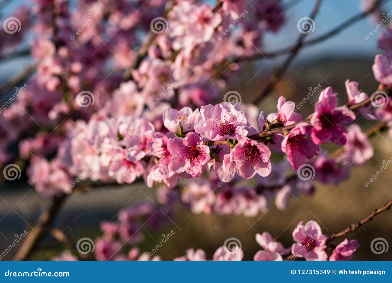 Branch of Pink Blossoming Tree Stock Image - Image of pink, growth ...