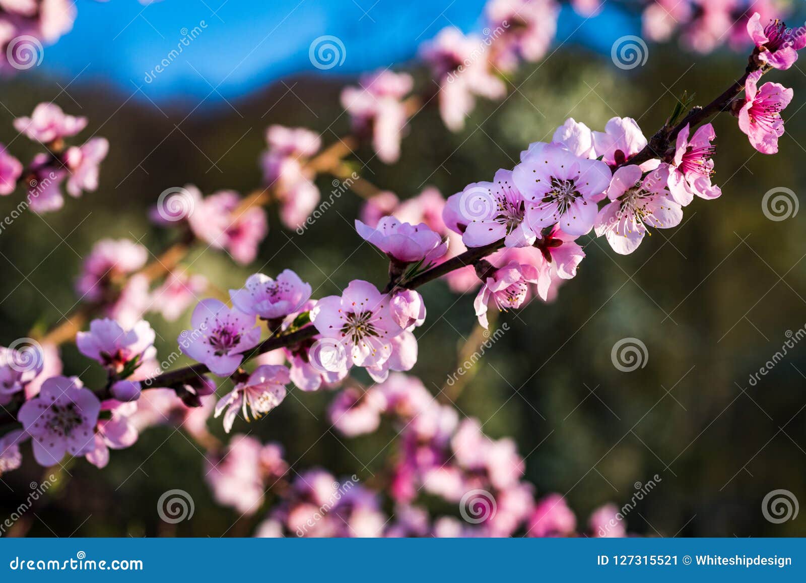 Branch Of Pink Blossoming Tree Stock Image - Image of cherry, color ... Branch Of Pink Blossoming Tree Stock Image - Image of cherry, color ...