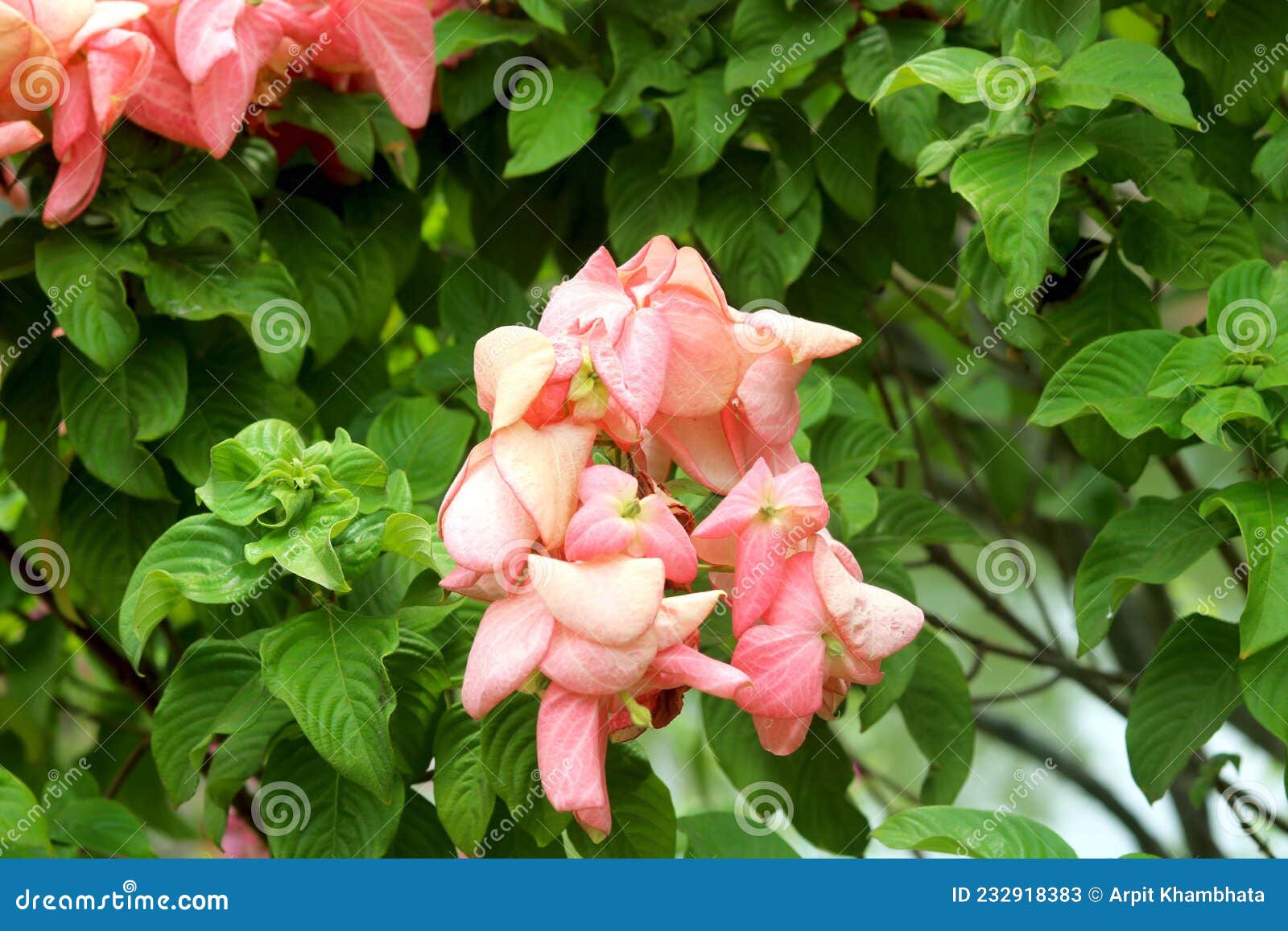 Pink Mussaenda Philippica - Image Stock Image - Image of rubiacea ...