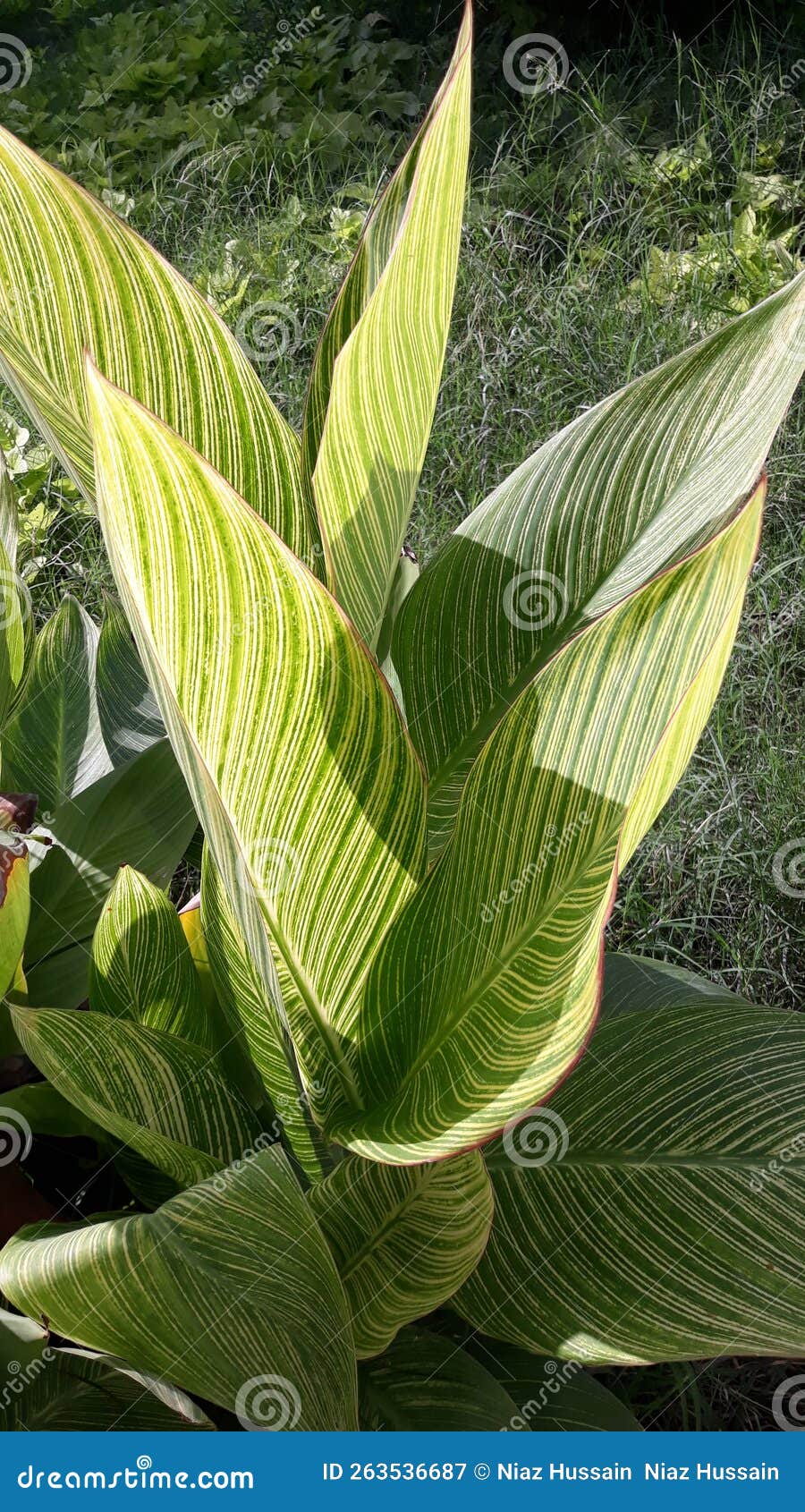 A nice plant pic stock image. Image of branch, leaf - 263536687