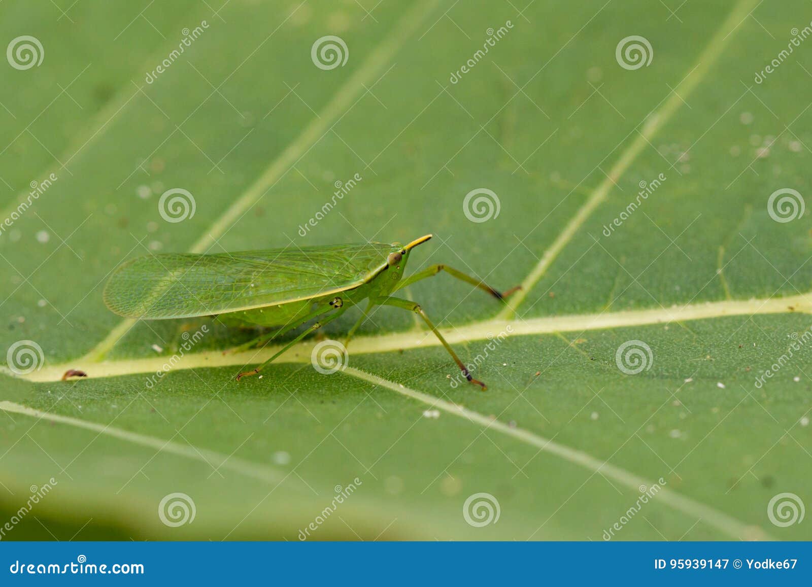 Green Insect On Plant Leaf Stock Image | CartoonDealer.com #5479207