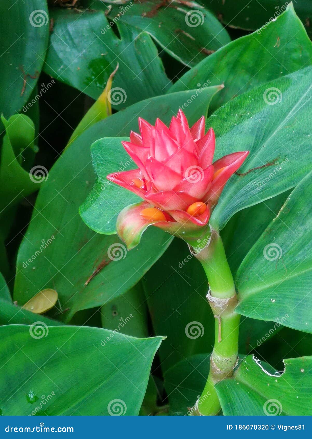 Orange tulip ginger stock photo. Image of plants, tulip - 186070320