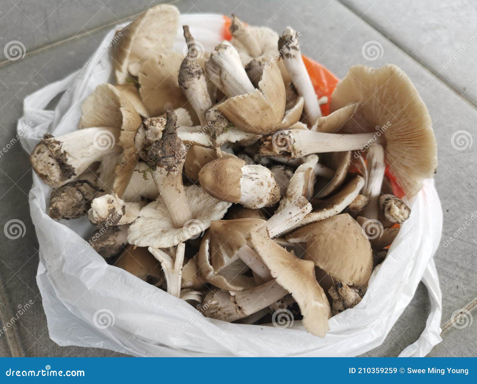 A Plastic Bag of Fresh Termitomyces Tylerianus Stock Image - Image of ...