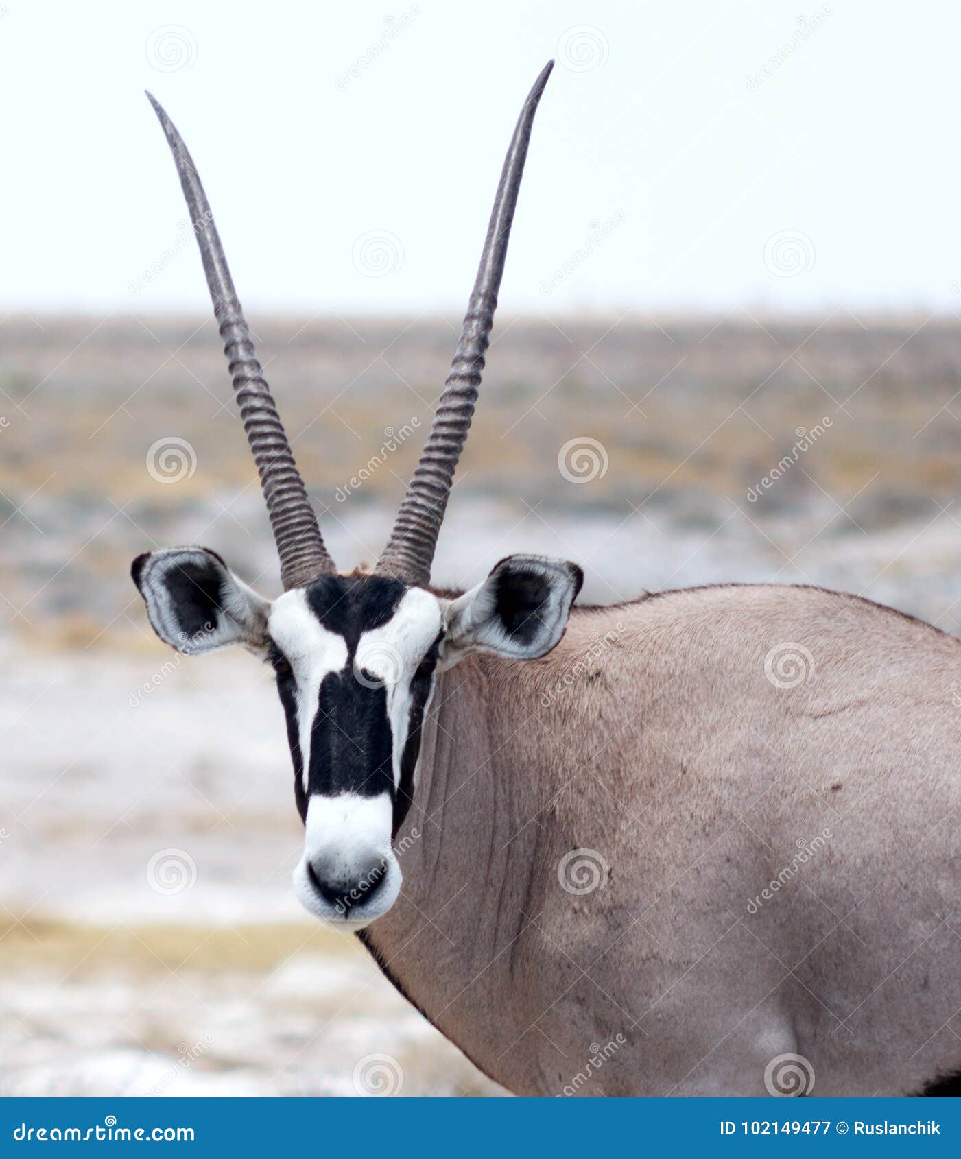 Oryx stock image. Image of portrait, nature, animal - 102149477