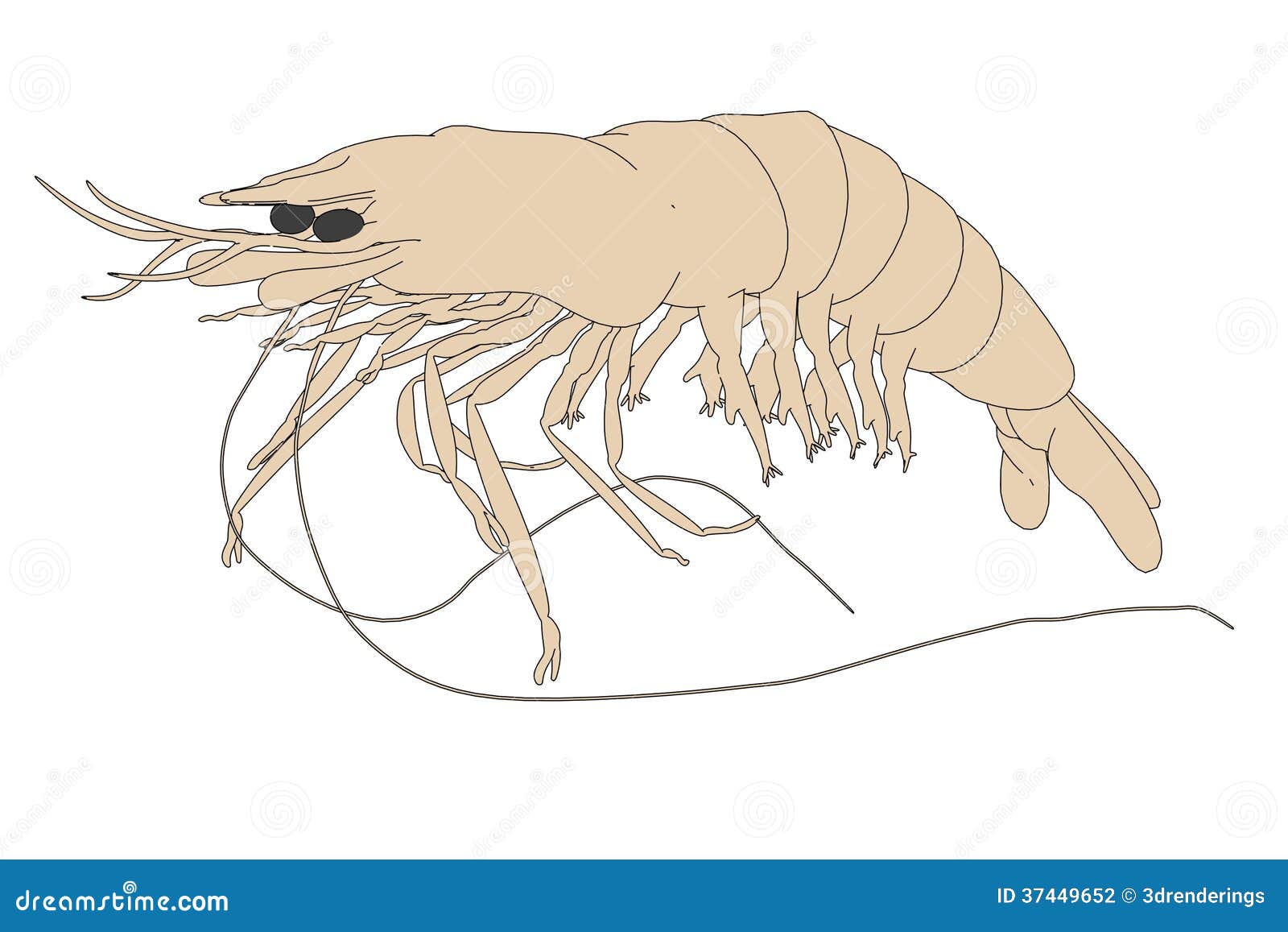 Image of prawn animal stock illustration. Illustration of cartoon ...