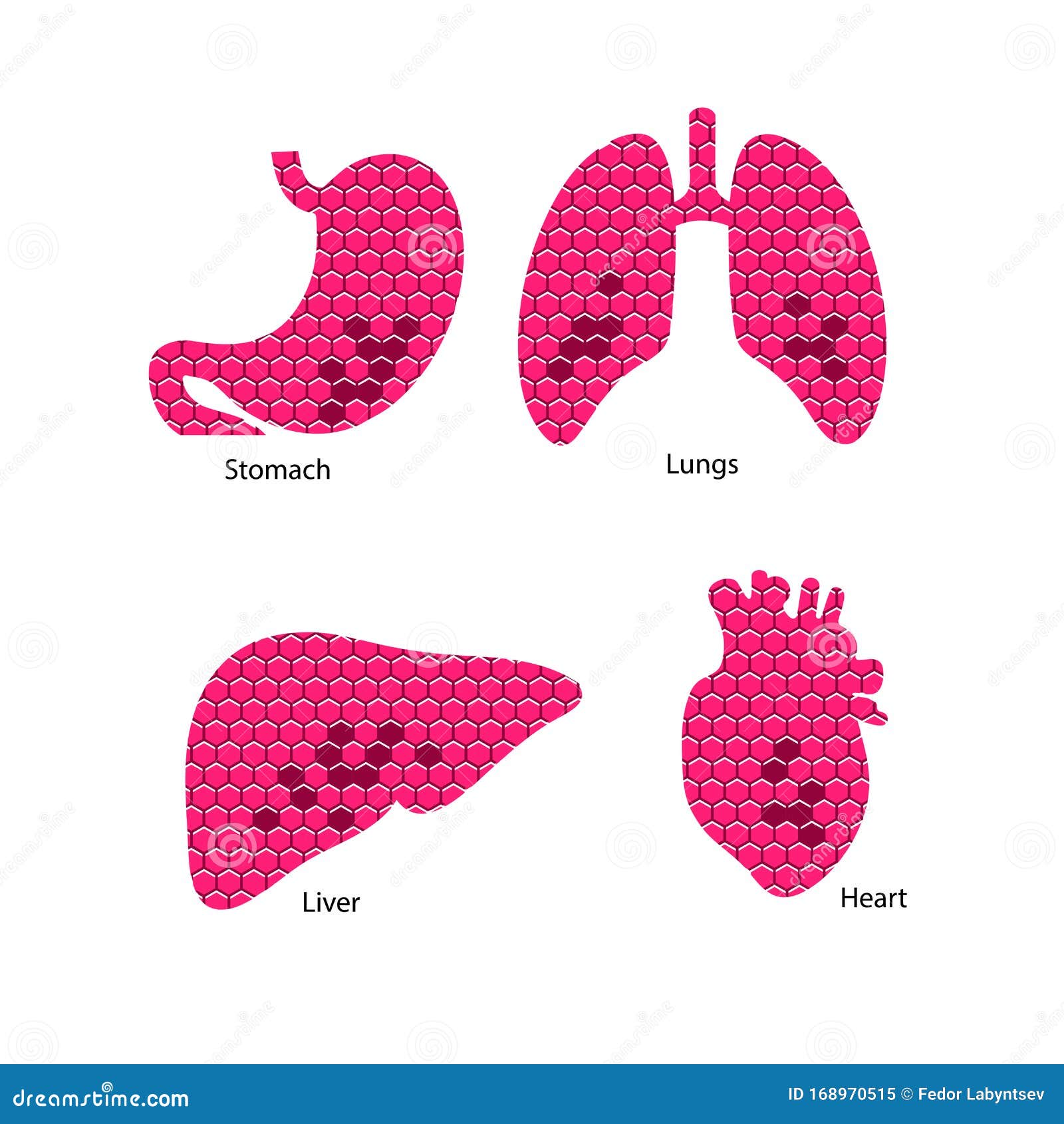 Silhouettes of Human Internal Organs in Texture Vector Illustration ...