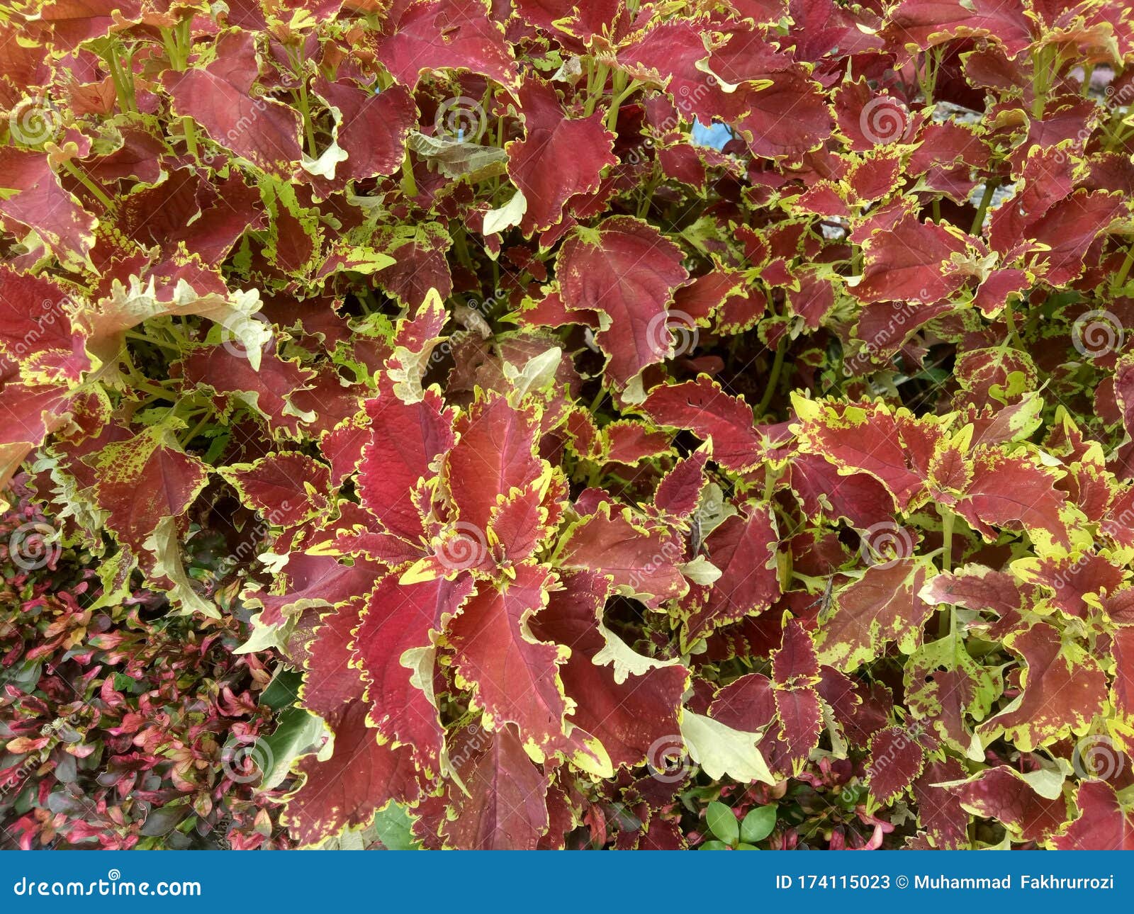 Image of Pretty Red Leaves are Good for the Background Stock Image ...