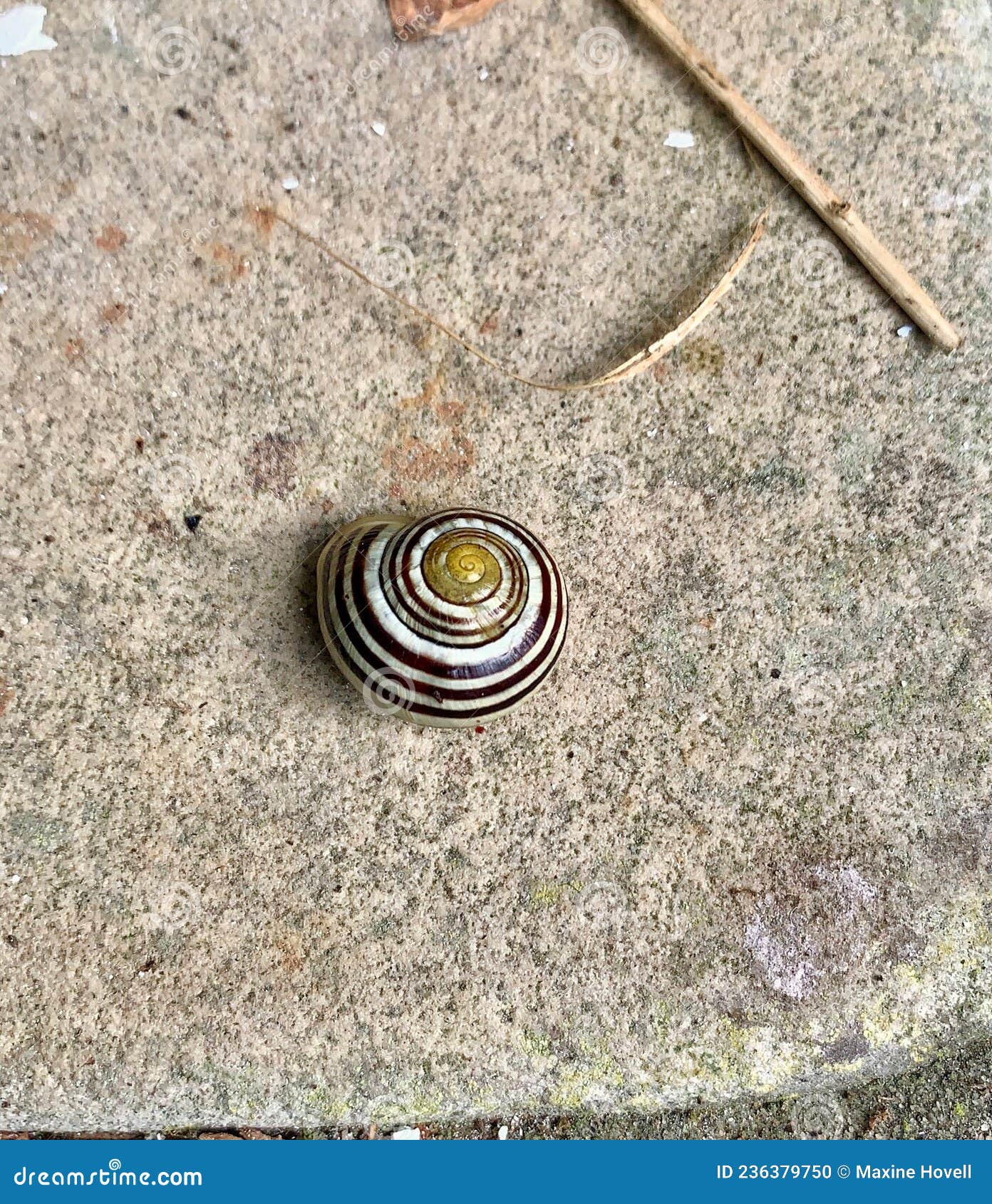 A snail shell on a path stock photo. Image of nature - 236379750
