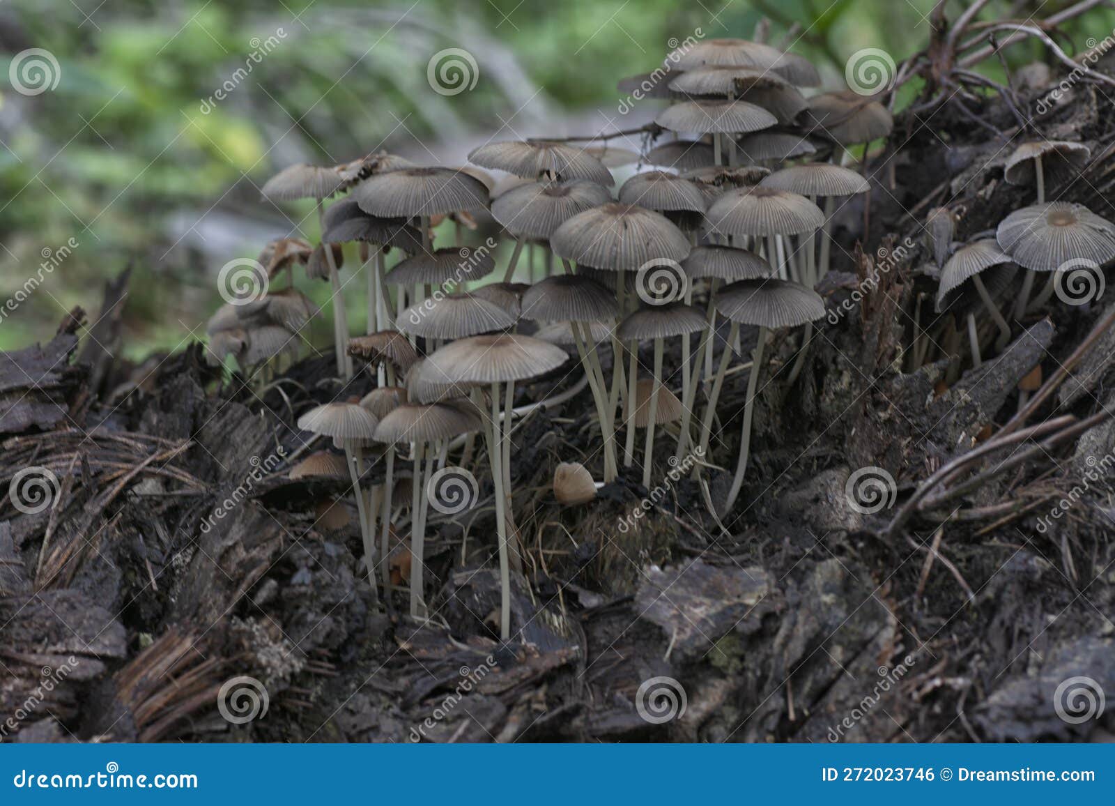 Psathyrellaceae Mushrooms Sprouting Out from the Decaying Trunk Stock ...