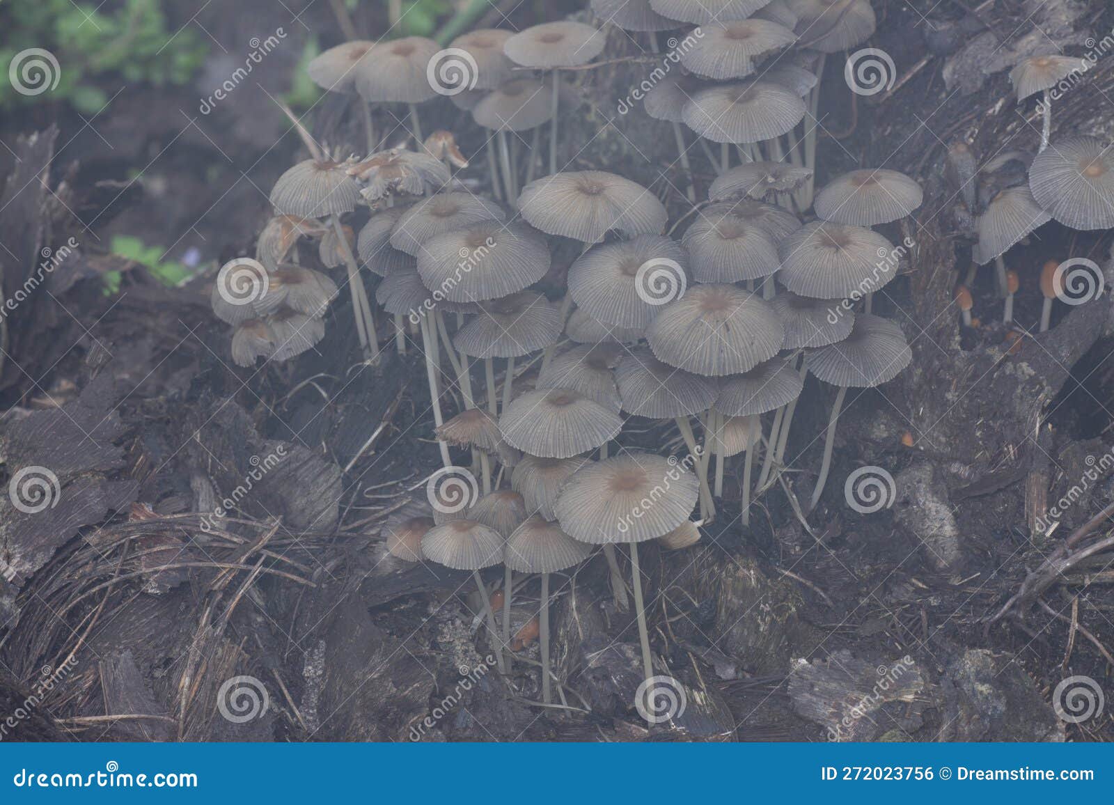 Psathyrellaceae Mushrooms Sprouting Out from the Decaying Trunk Stock ...