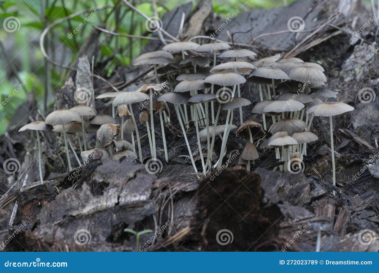Psathyrellaceae Mushrooms Sprouting Out from the Decaying Trunk Stock ...