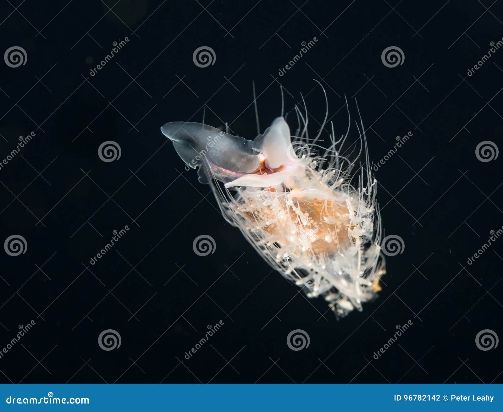 Image of a Pteropod Taken at Night. Stock Photo - Image of gulf ...