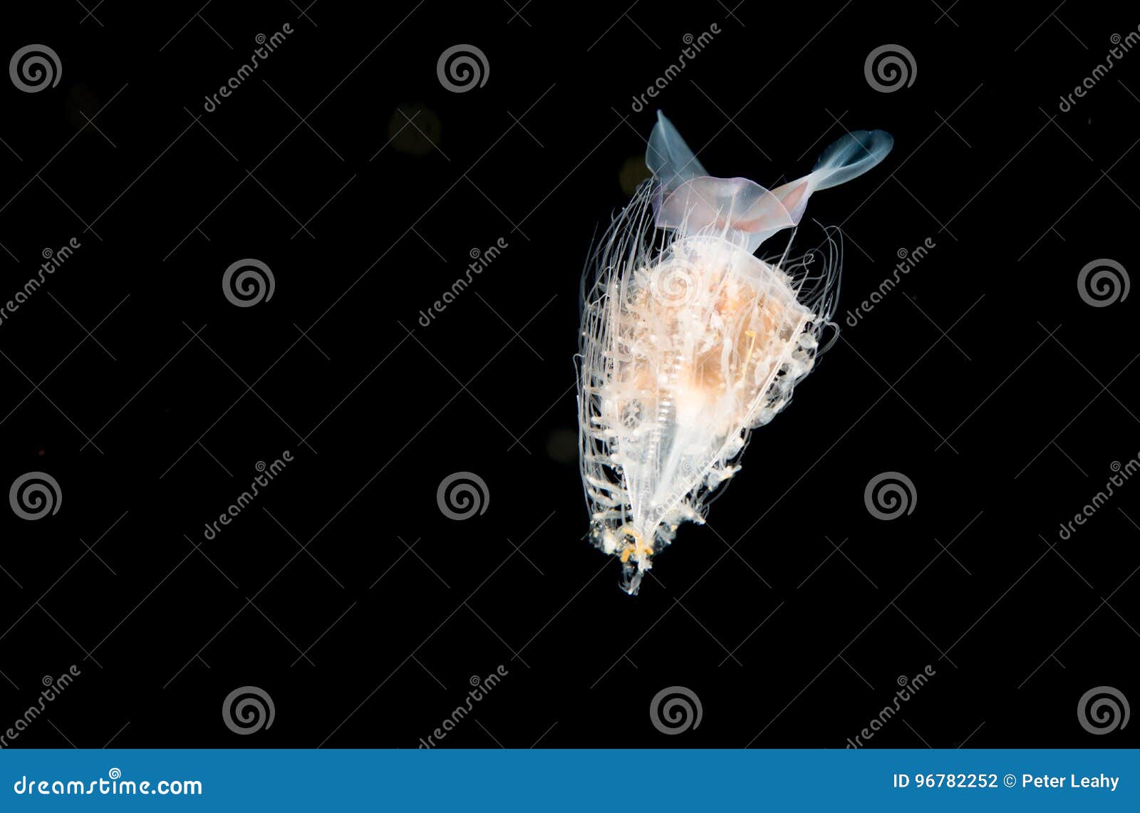 Image of a Pteropod Taken at Night. Stock Photo - Image of tentacle ...