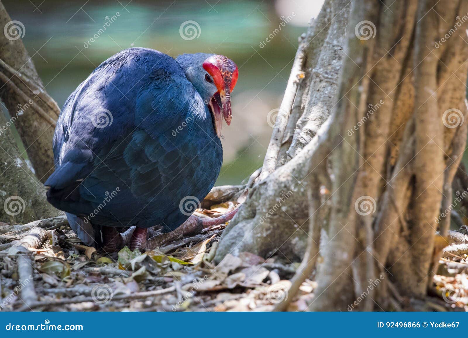 Pukeko Bird Royalty-Free Stock Image | CartoonDealer.com #37125430