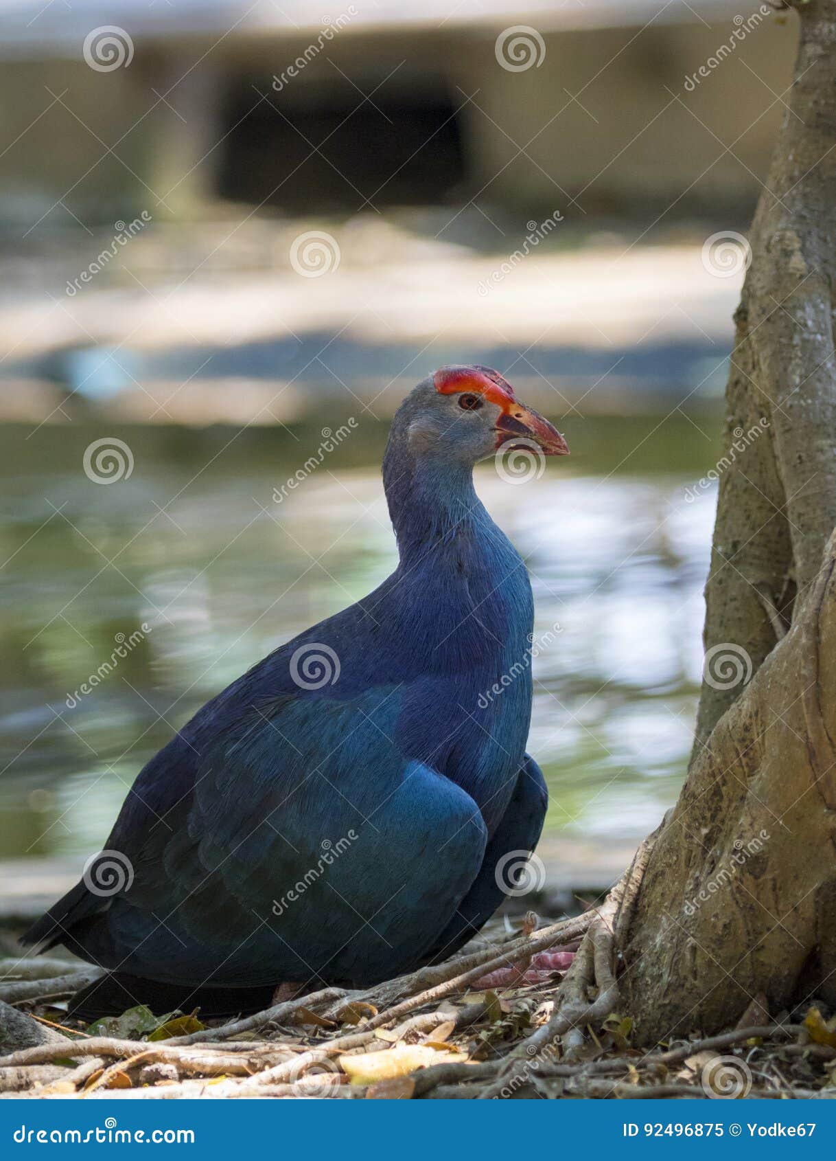 Pukeko Portrait Stock Photography | CartoonDealer.com #40191026