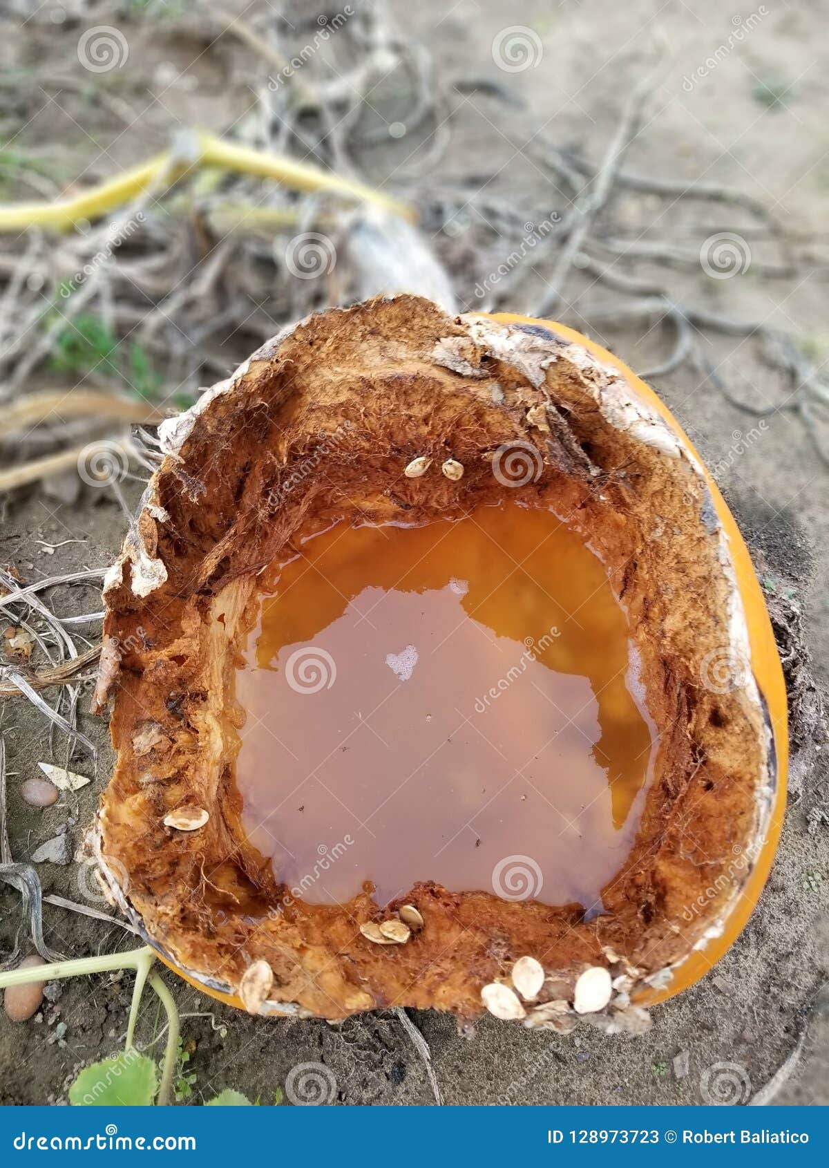 Rotten Pumpkin, Dead Stagnate Open Shell Stock Image - Image of bright ...