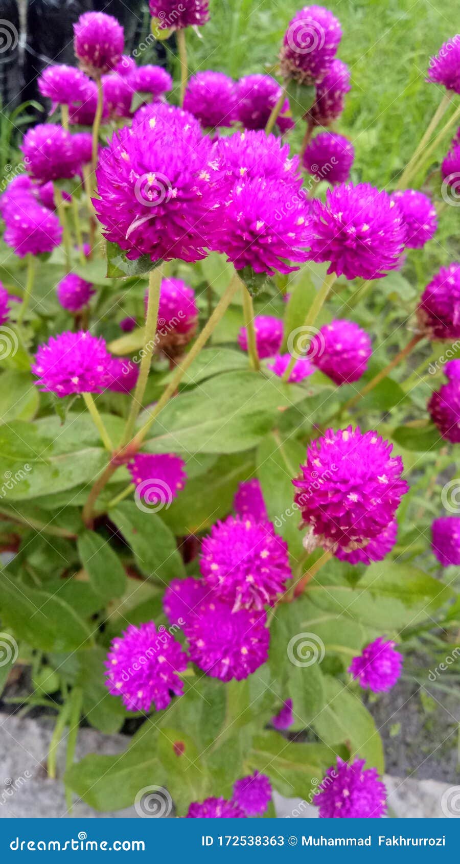 Image of Purple Button Flower Plants. As Wallpaper Stock Image - Image ...