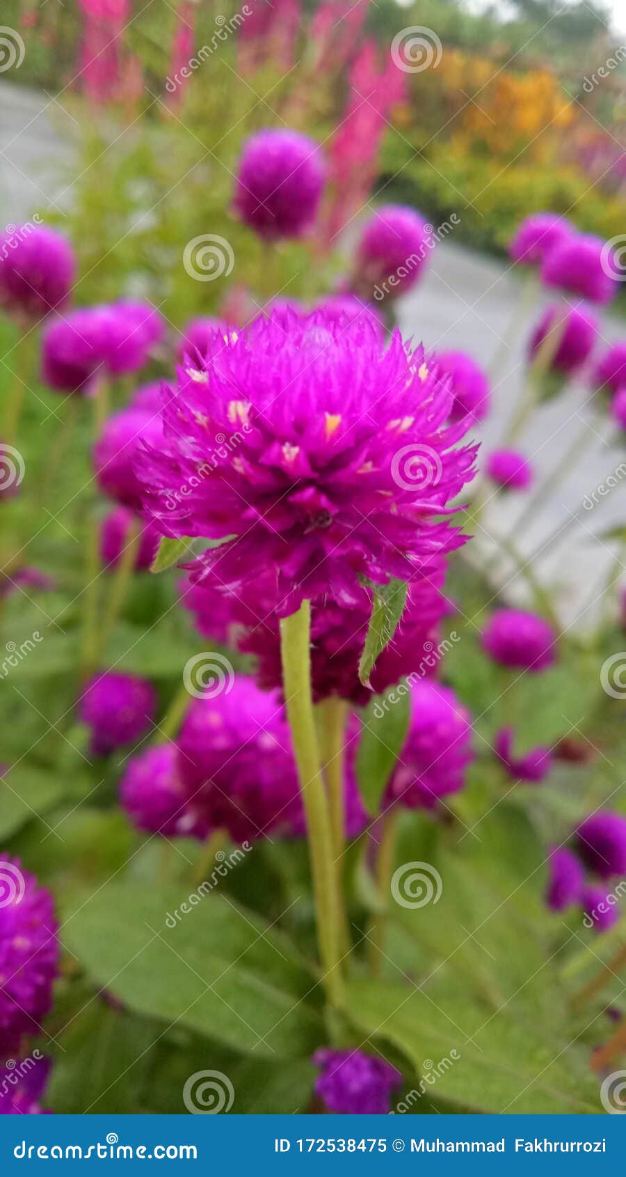 Image of Purple Button Flower Plants. As Wallpaper Stock Image - Image ...
