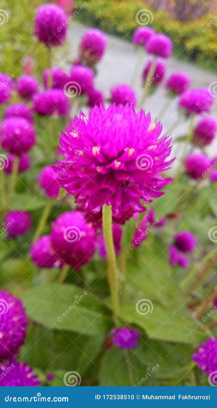 Image of Purple Button Flower Plants. As Wallpaper Stock Photo - Image ...