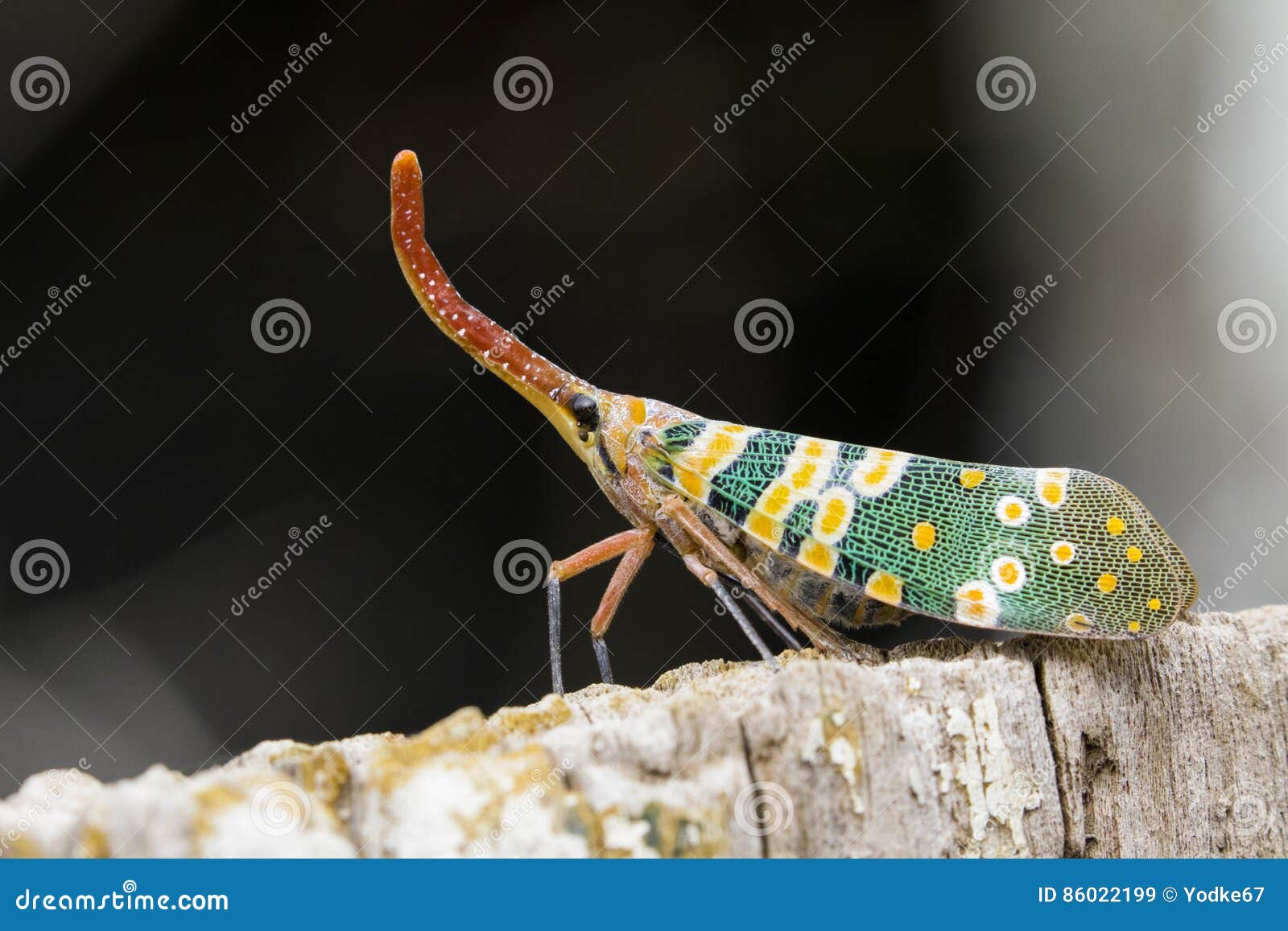 Image of Pyrops Candelaria or Lantern Fly. Stock Image - Image of ...