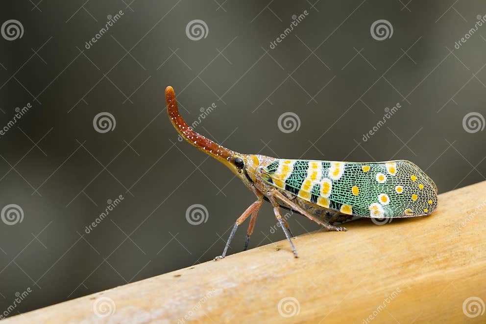 Image of Pyrops Candelaria or Lantern Fly. Stock Image - Image of ...