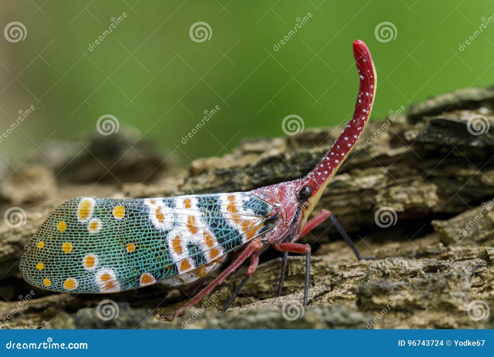 Image of Pyrops Candelaria Pyrops Candelarius. Stock Photo - Image of ...