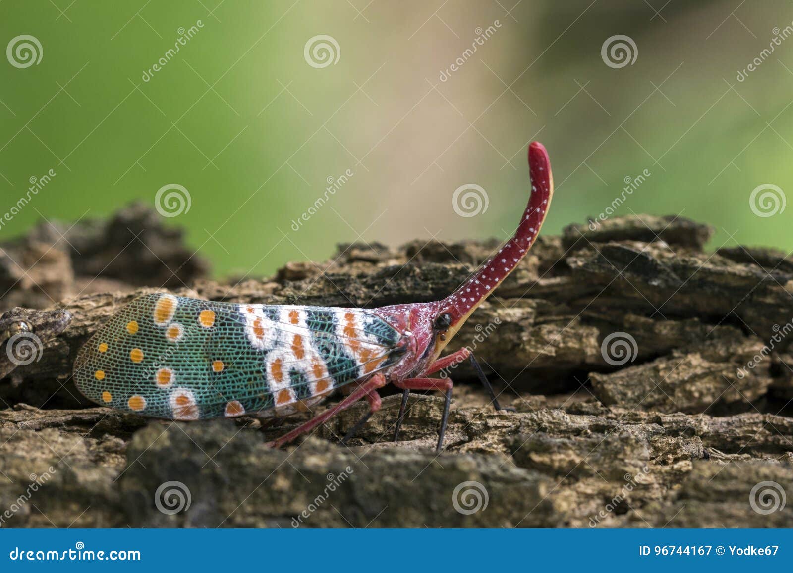 Image of Pyrops Candelaria Pyrops Candelarius Stock Image - Image of ...