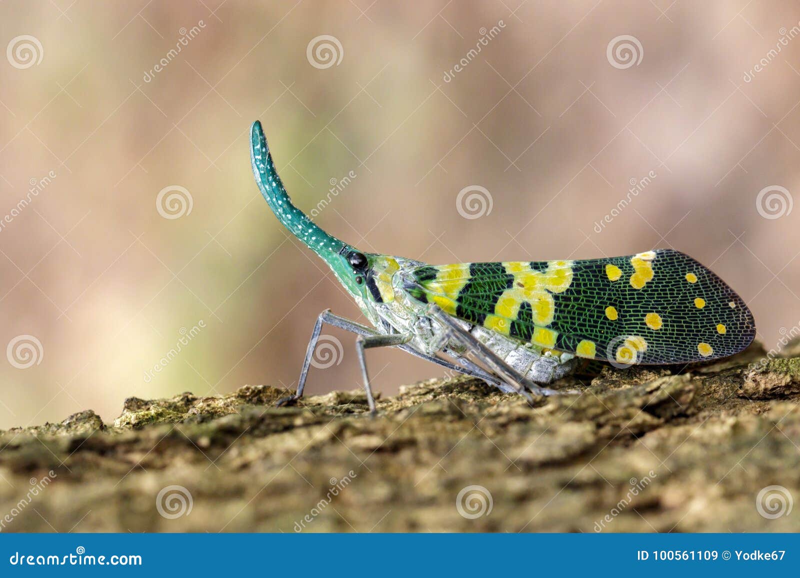 Image of Pyrops Viridirostris Lantern Bug or Lanternfly. Stock Image ...