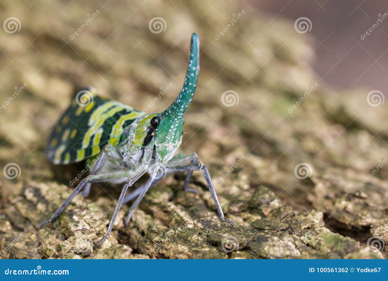 Image of Pyrops Viridirostris Lantern Bug or Lanternfly. Stock Photo ...