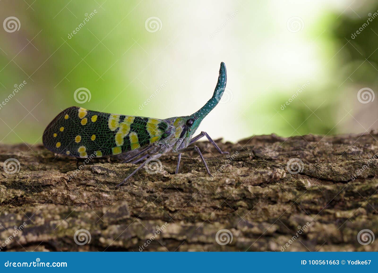 Image of Pyrops Viridirostris Lantern Bug or Lanternfly. Stock Image ...