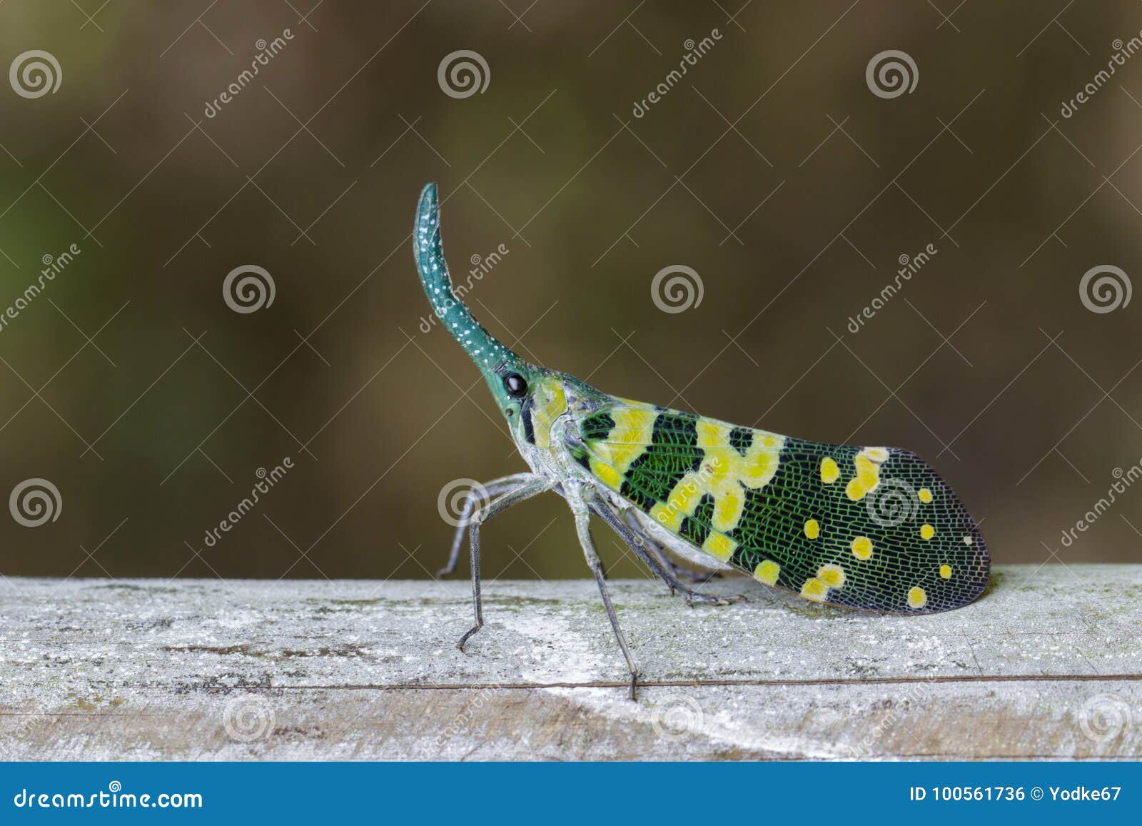Image of Pyrops Viridirostris Lantern Bug or Lanternfly. Stock Photo ...