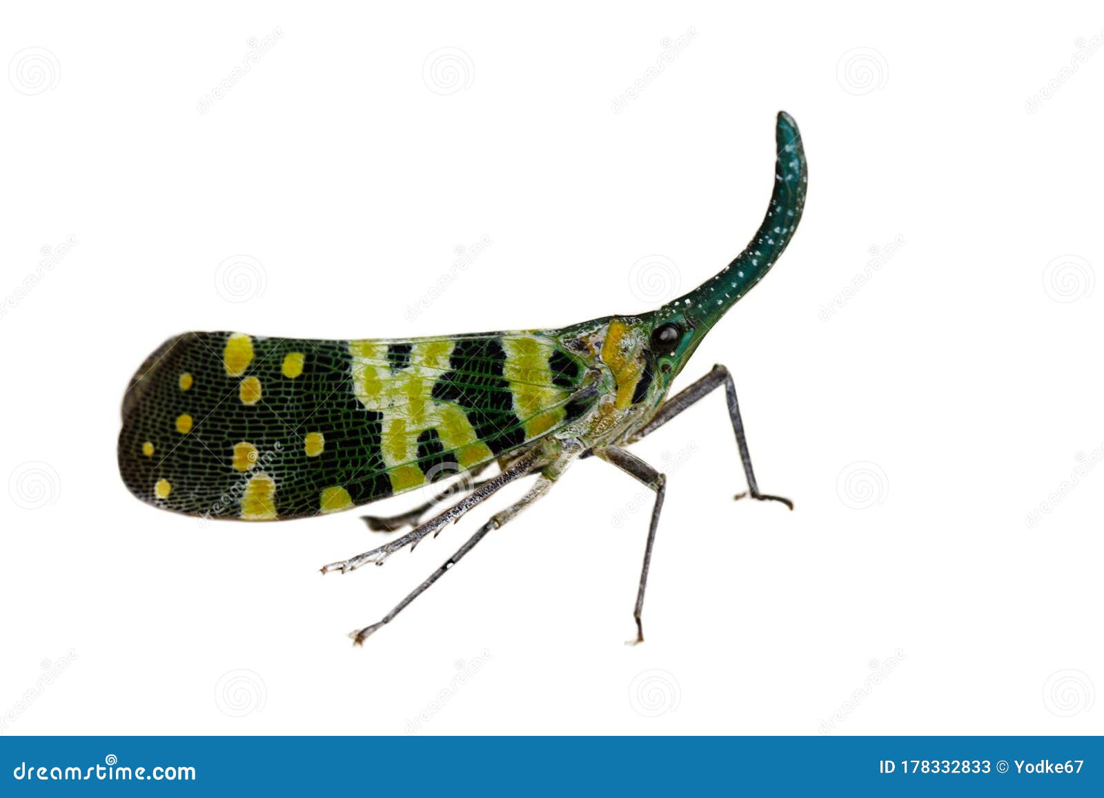 Image of Pyrops ViridirostrisWestwood, 1848 Isolated on White ...