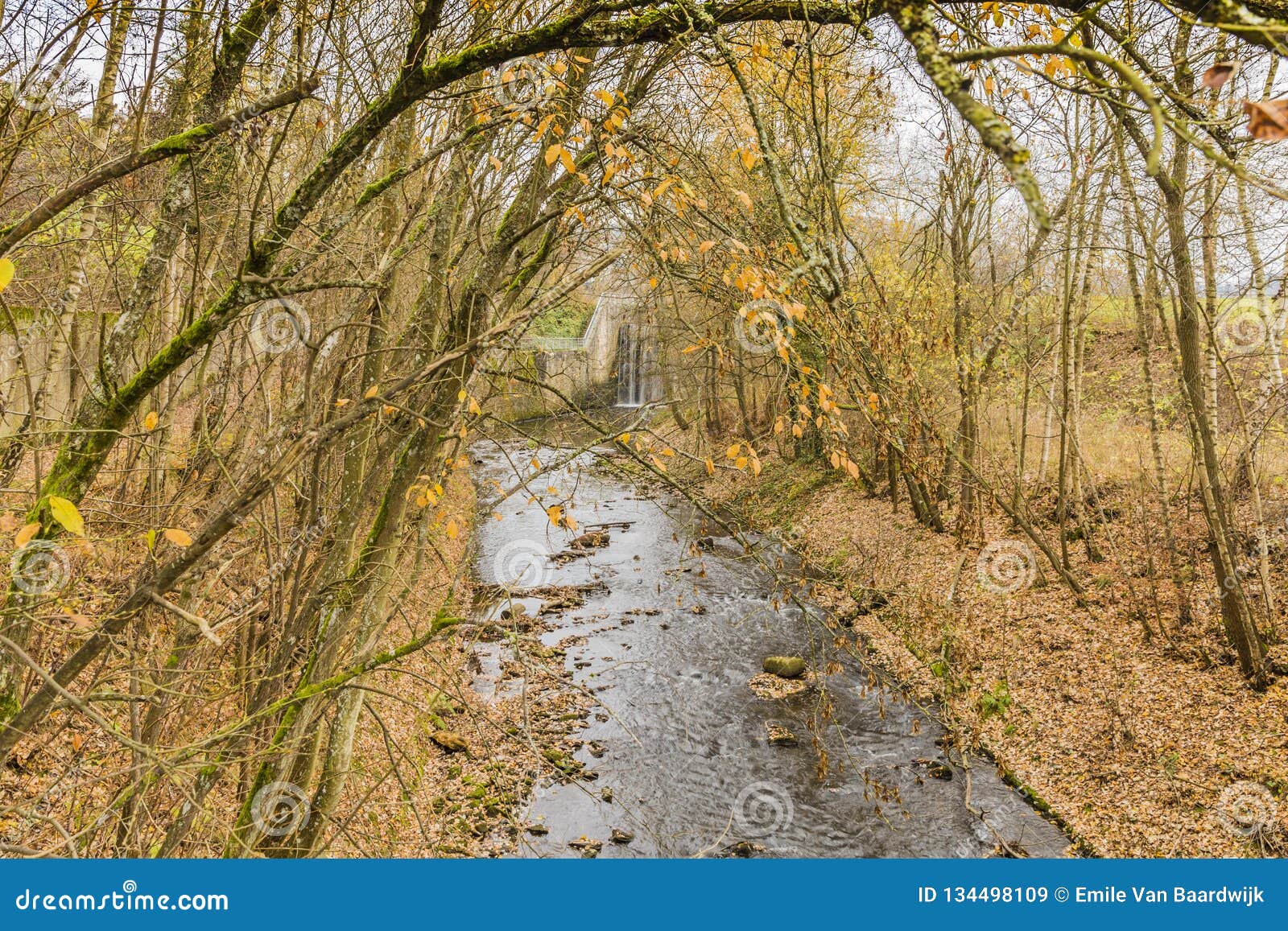 Image of a Quiet Stream Surrounded by Trees with a Dam in the ...