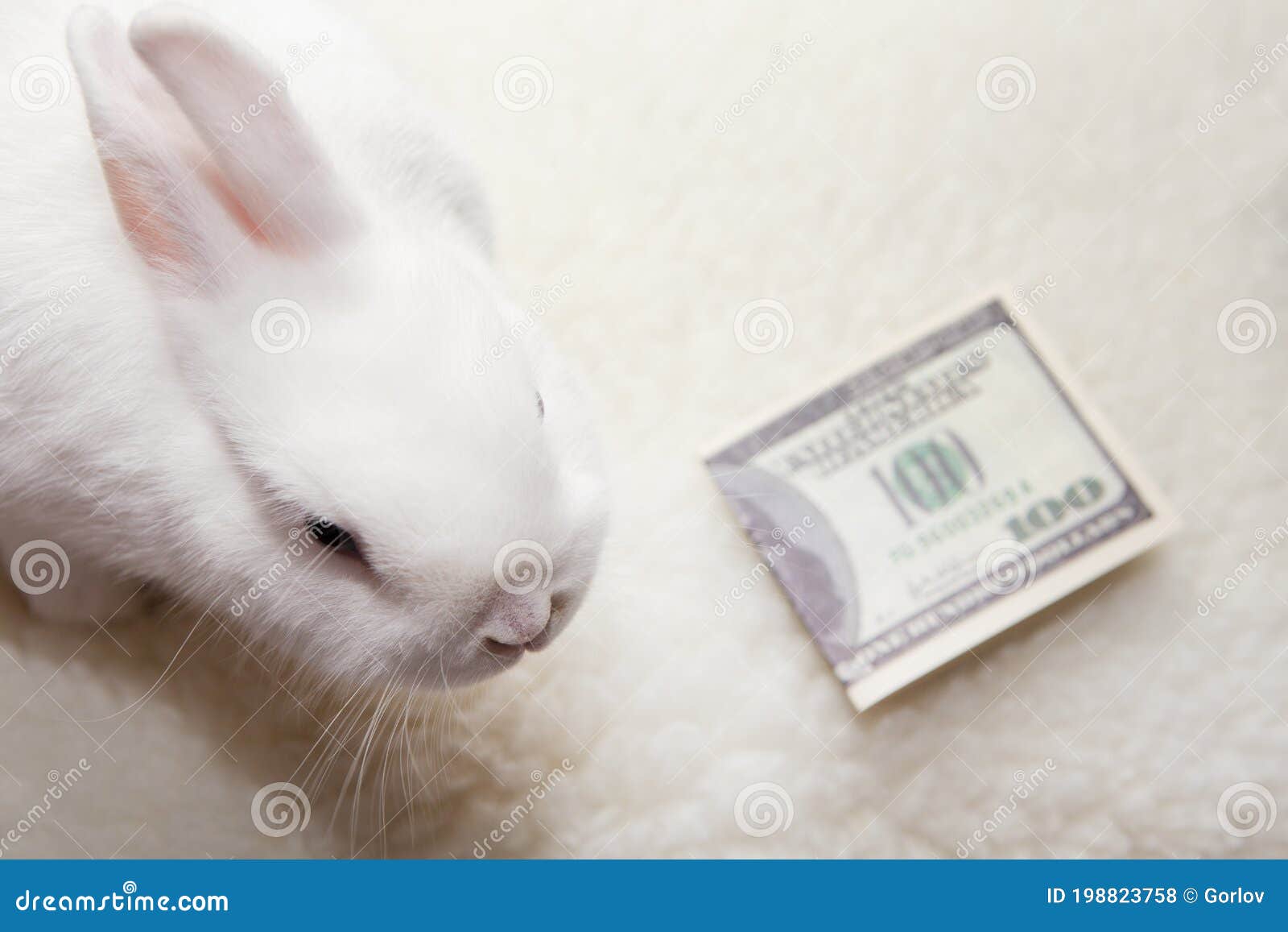 Image of Rabbit Money Banknote Stock Photo - Image of animal, discount ...