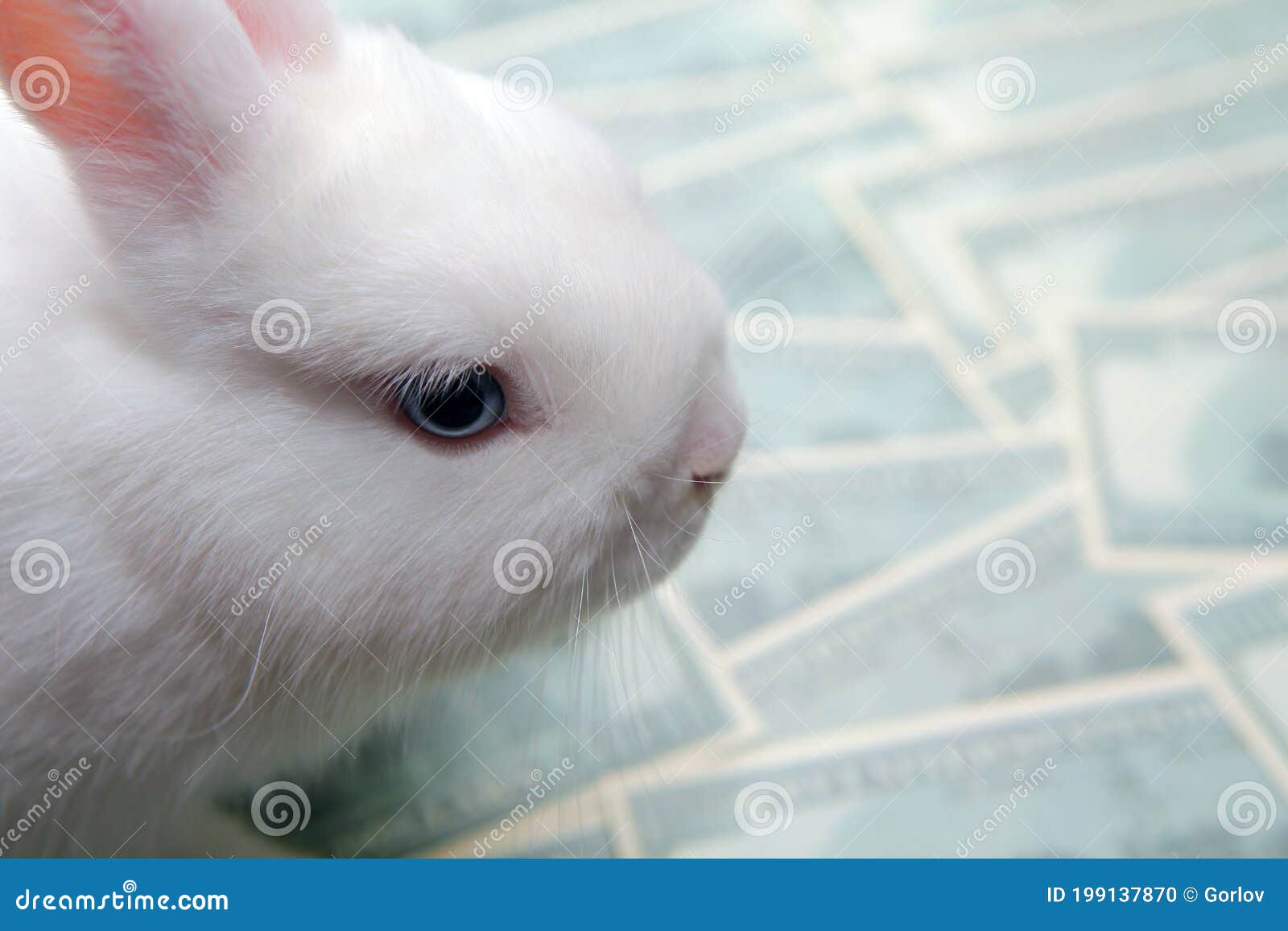 Image of Rabbit Money Banknote Stock Photo - Image of credit, easter ...