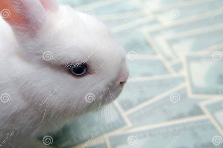 Image of Rabbit Money Banknote Stock Photo - Image of credit, easter ...