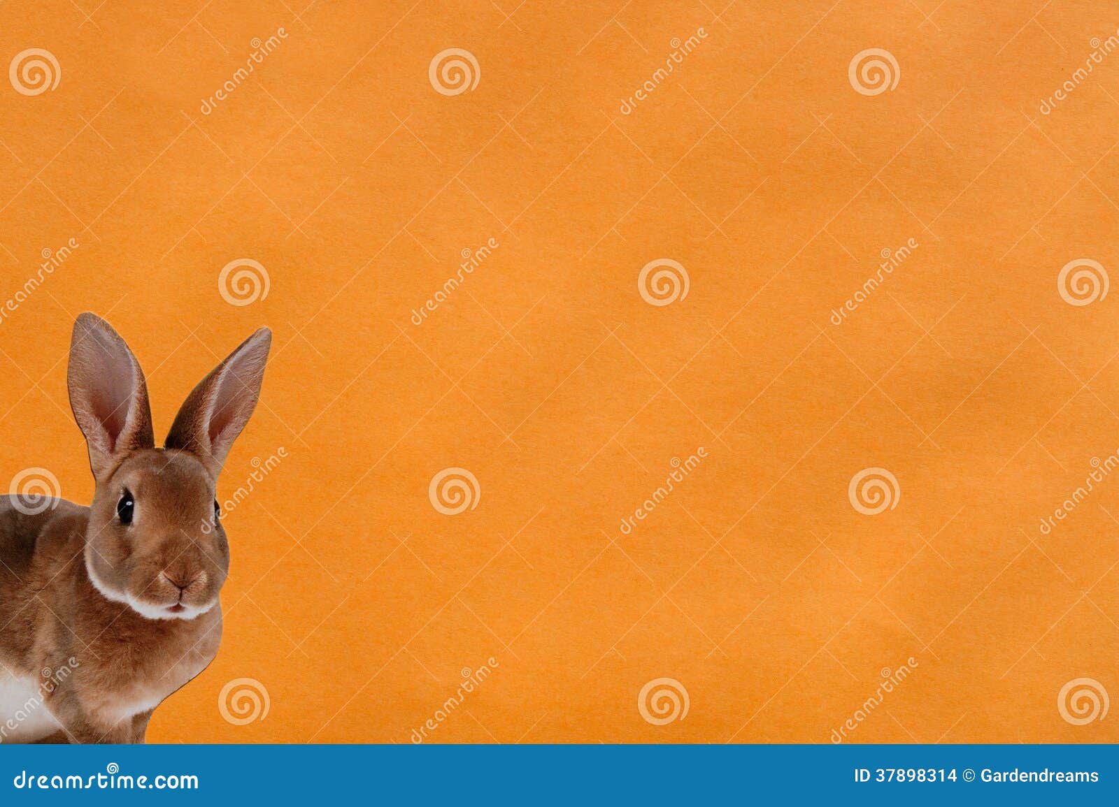 Image of a Rabbit on Orange Background Stock Photo - Image of spring ...