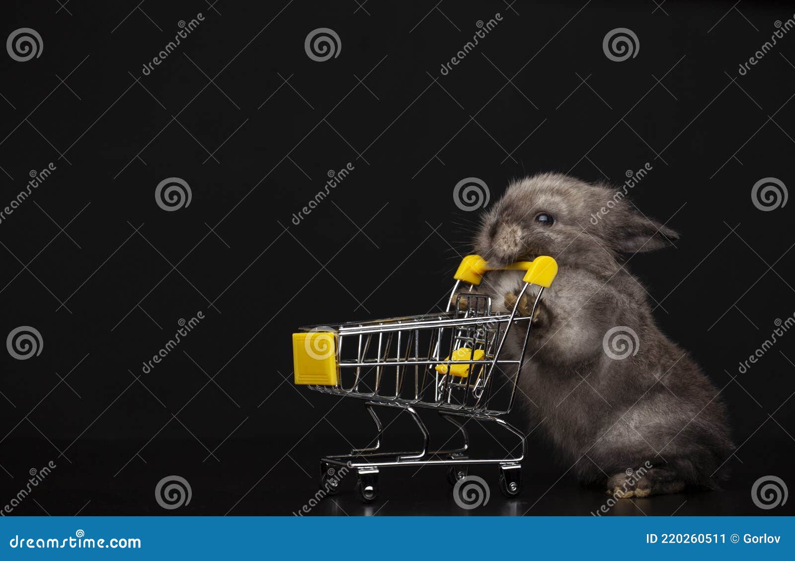Rabbit On The Trolley Stock Photography | CartoonDealer.com #38618012
