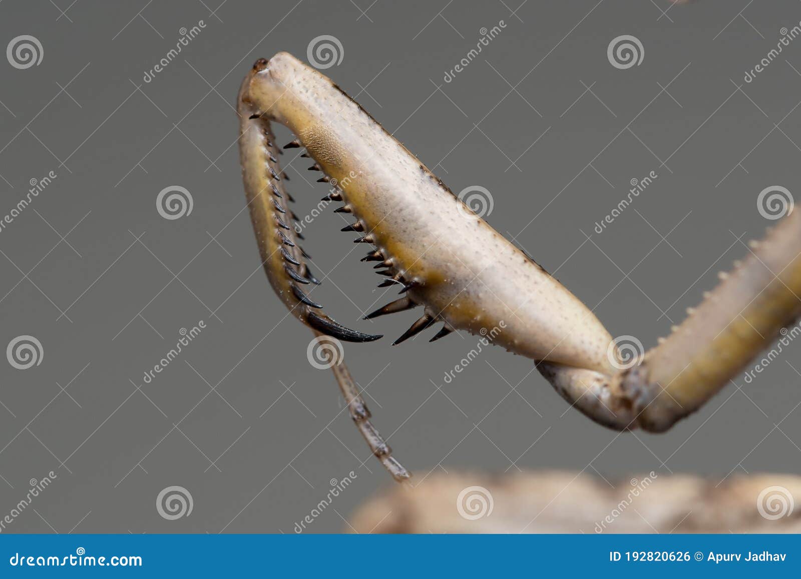 Raptorial Claws of a Mantis Iris Oratoria Stock Photo - Image of legs ...