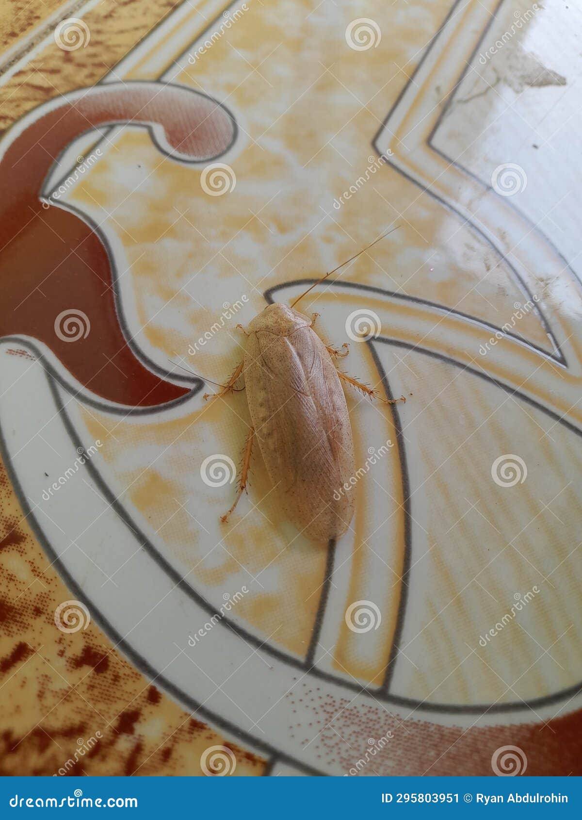 Image of a Rare Albino Cockroach or White Cockroach Stock Image - Image ...