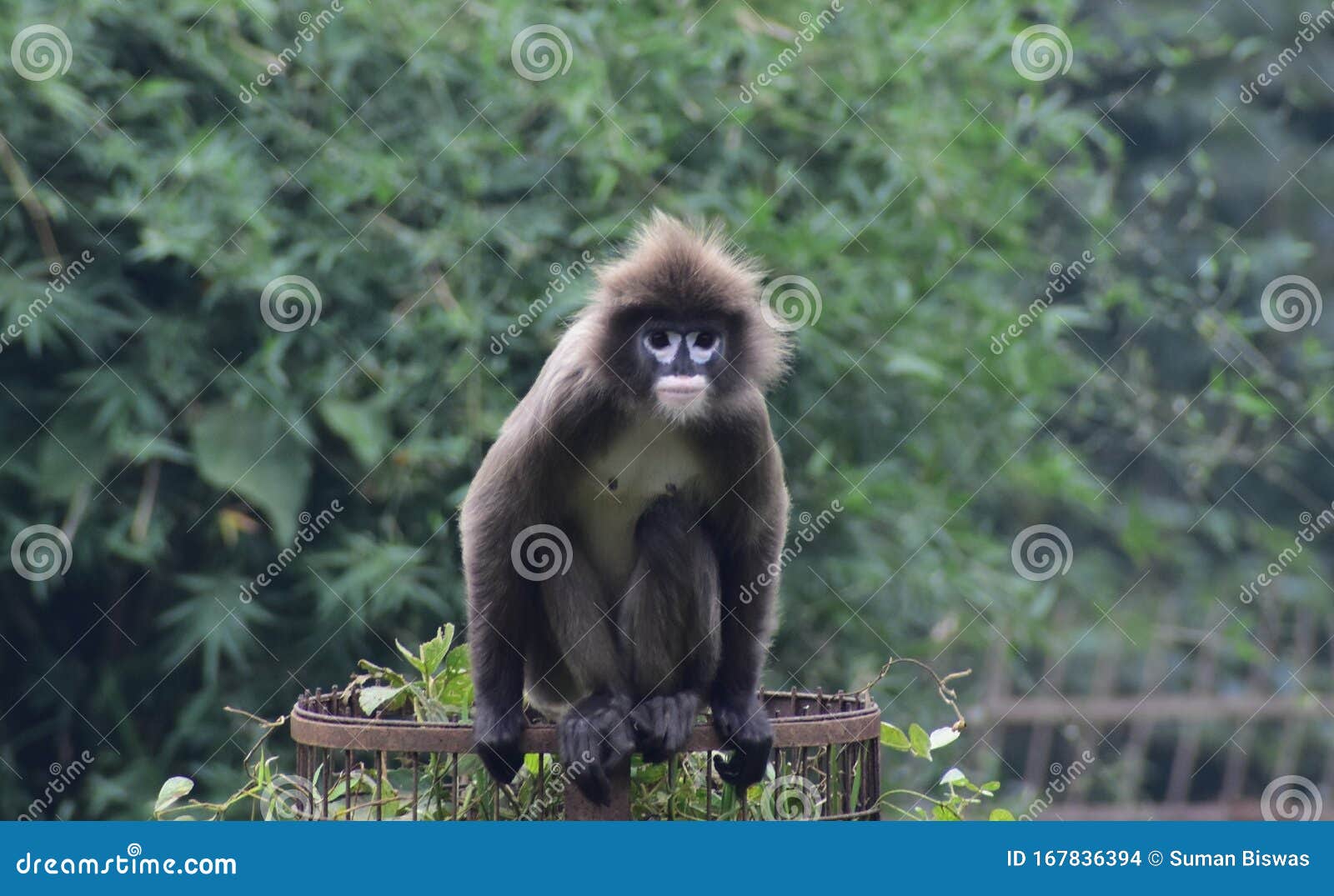 This is an Image of Rare Spectacled Monkey Stock Photo - Image of ...