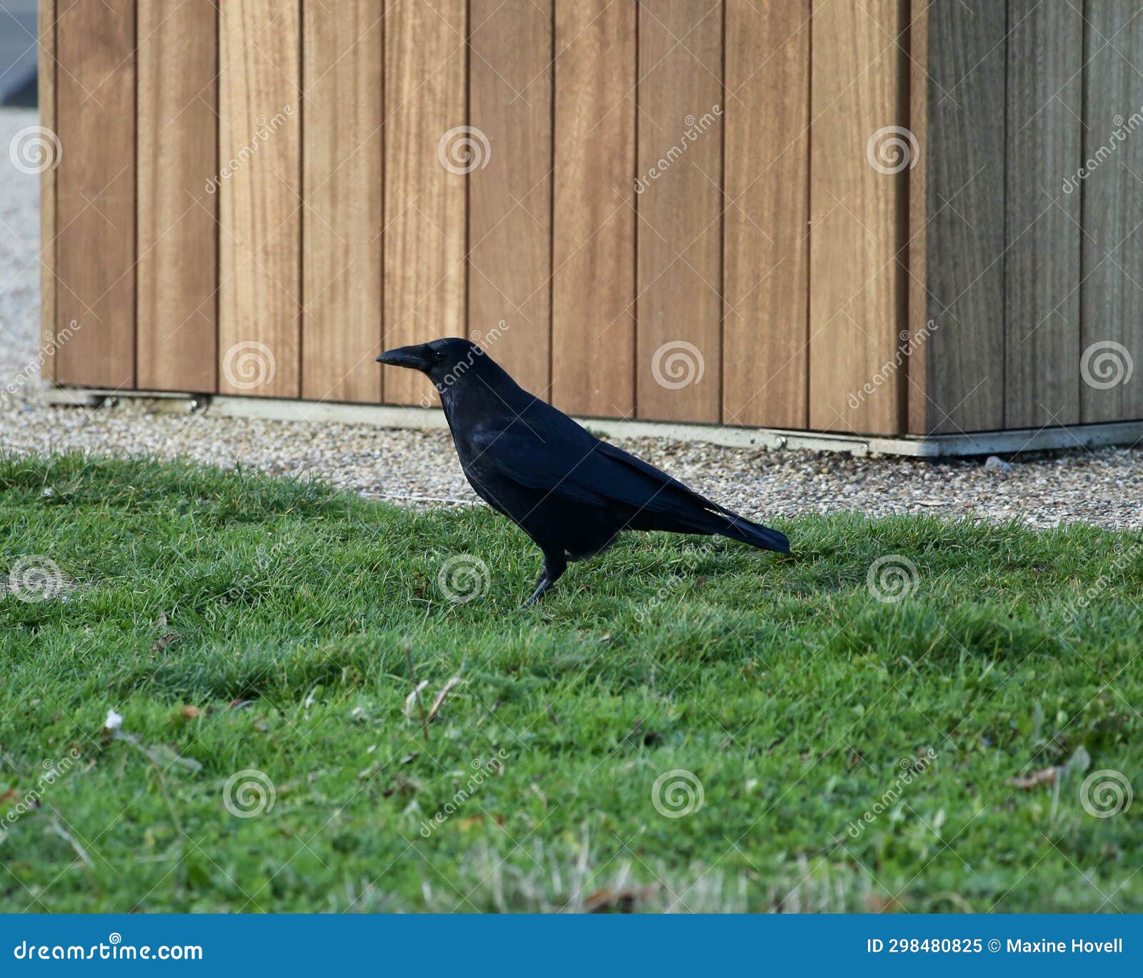 Raven Standing on the Grass Stock Image - Image of leaf, grass: 298480825